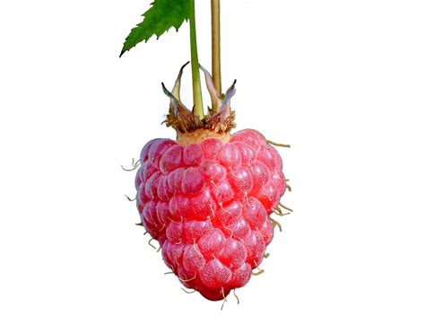 Explore 2 667 Free Raspberry Harvest Illustrations Download Now Pixabay