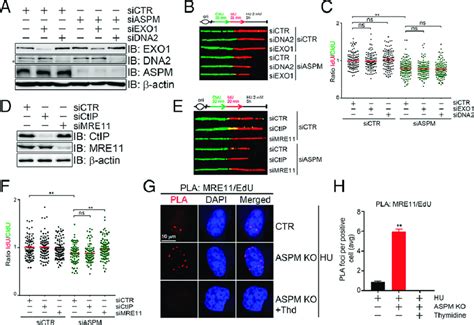 aspm protects reversed forks from mre11 mediated degradation a c