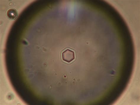 The Fungi That Can Freeze Water Better Than Bacteria Explained The