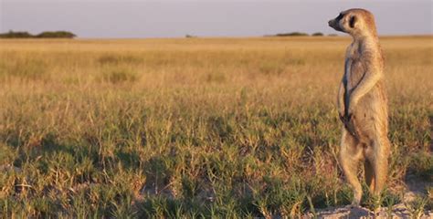 Suricata Ids Intrusion Detection System Aggregatore Gnu Linux E Dintorni