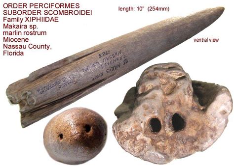 Could This Be A Pterosaur Beak Fossil Id The Fossil Forum