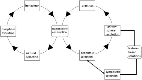 The Basic Co Evolutionary Framework Download Scientific Diagram