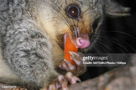Possums Australia Photos And Premium High Res Pictures Getty Images