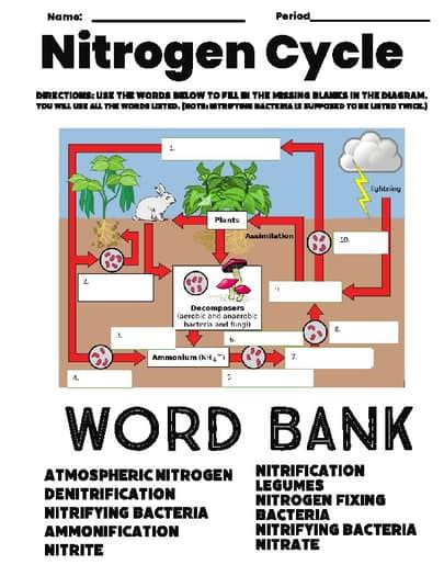 Nitrogen Cycle Labeling Activity By Nicole Tran Tpt