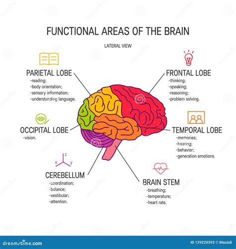 Functional Areas Of The Human Brain Diagram Vector Illustrations