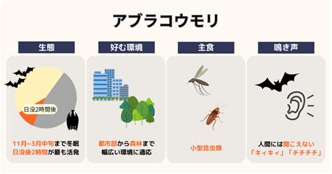 アブラコウモリの特徴、生体や巣の見分け方、駆除方法を解説