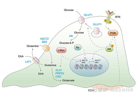 肿瘤代谢的六大特征梳理 前言肿瘤的发生依赖于细胞代谢的重编程。肿瘤细胞代谢的一个共同特征是能够从营养匮乏的环境中获取必需的营养物质，并利用这些营 雪球
