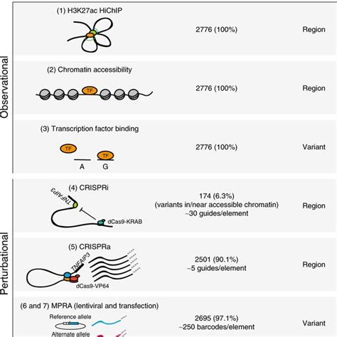 seven approaches for characterizing non coding genetic variants genomic
