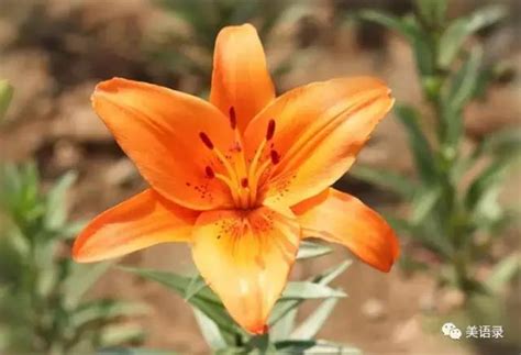 橙色百合花唯美圖集花語 每日頭條