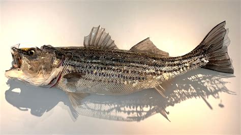 Tom Deininger Turns Chaos Into Catharsis The Provincetown Independent