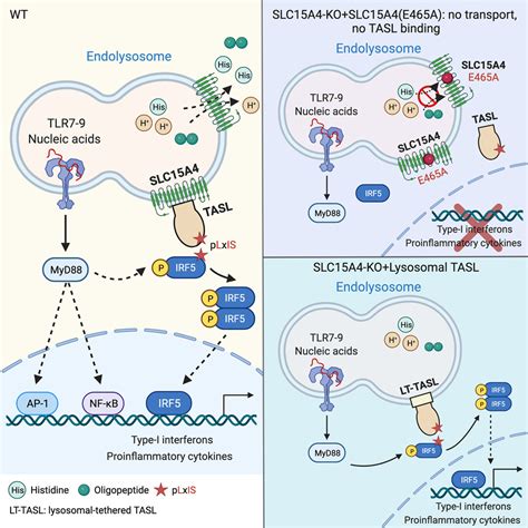 Slc15a4 Controls Endolysosomal Tlr79 Responses By Recruiting The