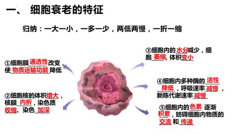 生物人教版2019必修1 63 细胞的衰老和死亡课件（共27张ppt）21世纪教育网 二一教育