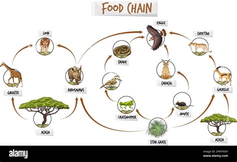 Diagram Showing Food Chain Illustration Stock Vector Image Art Alamy
