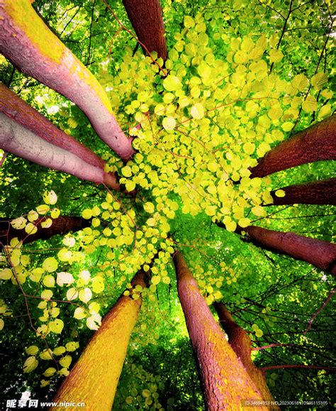 森林摄影图 自然风景 自然景观 摄影图库 昵图网