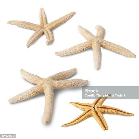 클리핑 경로가있는 흰색 배경에 고립 된 불가사리 컬렉션 모래에 대한 스톡 사진 및 기타 이미지 모래 가리비 갈색 Istock