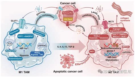 Nature巨噬细胞：从“免疫清道夫”到疾病治疗新靶点 知乎