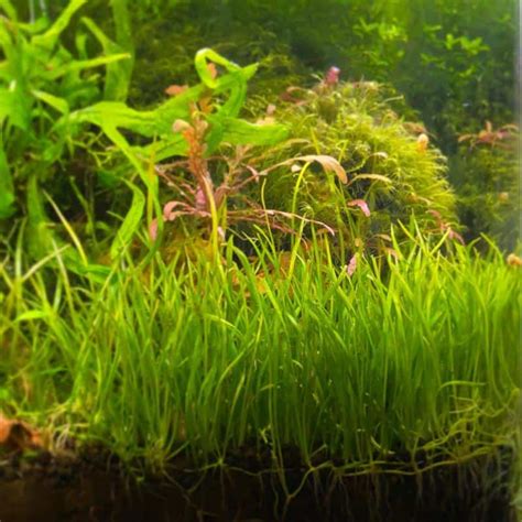 Top 10 Best Carpet Plants For Aquarium The Aquarium Life