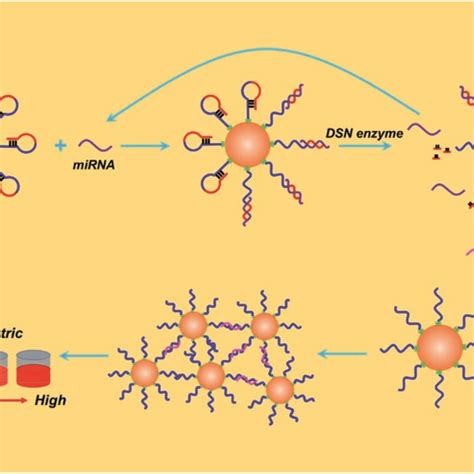 Application Of Dsn Enzyme Based Colorimetric Method For Exosomal Download Scientific Diagram