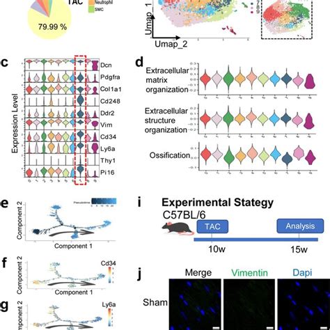 Scrna Seq Analyses Human Hearts A Umap Plot Displaying The Major Cell Download Scientific