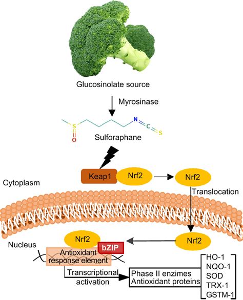 Effect Of Sfn On The Transcription Factor Nrf2 After The Reaction Of Download Scientific