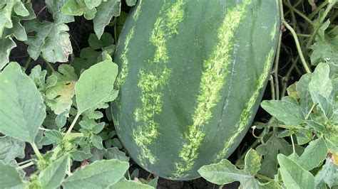 Як вирощувати великі та солодкі кавуни у холодному кліматі Читайте на Ukr Net