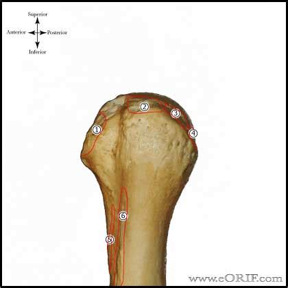 Proximal Humerus Anatomy EORIF