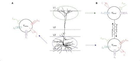 A Single Compartment Hh Model Of A L2 L3 Pyramidal Neuron The Soma Download Scientific