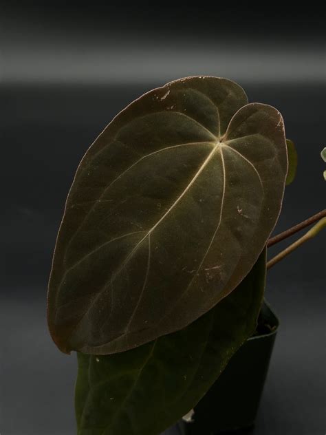 Anthurium Black Velvet Eastern Panama Bvep 51w09 Next World Exotics
