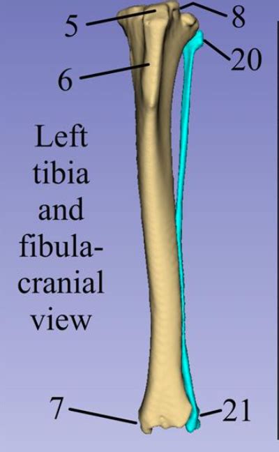 Left Tibia Fibula Cranial Diagram Quizlet