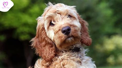 Cockapoo Grooming Tips Puppy Love Paradise Guide Puppy Love Paradise
