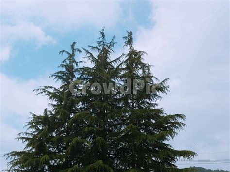 자연 나무 숲 하늘 배경 사진 이미지 일러스트 캘리그라피 콰니작가