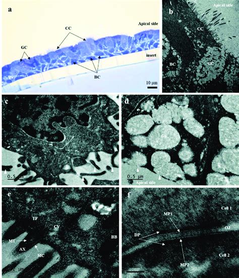 Cellular Structure And Subcellular Characterization Of Nhbe Cells