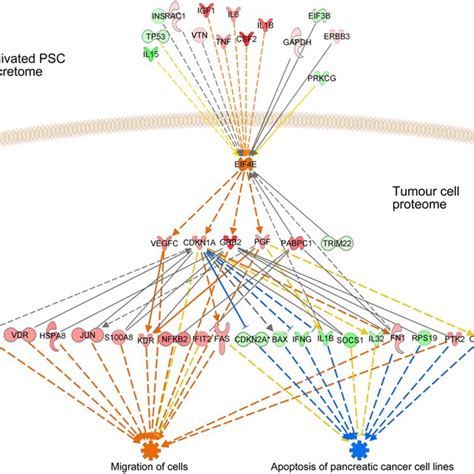Schematic Representation Of The Regulative Function Of Eif4e Using The