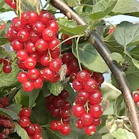 Ribes Rubrum Rovada Dandv Plant Production