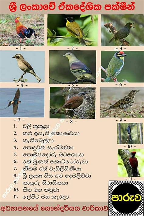 පාරුව හොඳම දේ දරුවන්ට