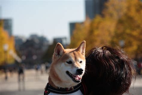 抱っこ GANREF