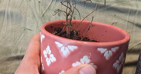 Underwatered Thyme Pruned Album On Imgur