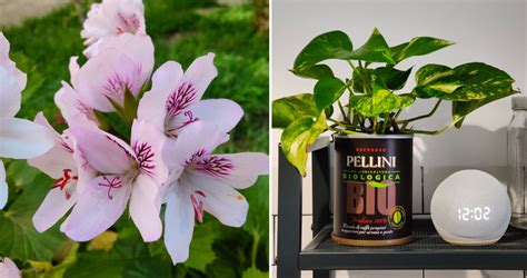 OPPO Find X Pro Review The Microscope Phone