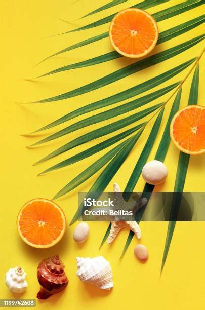 열대 여름 해변 배경입니다 노란 여름 배경에 야자수 가지 타르피 조개 및 오렌지 여행 여름 컨셉입니다 0명에 대한 스톡 사진 및 기타 이미지 Istock