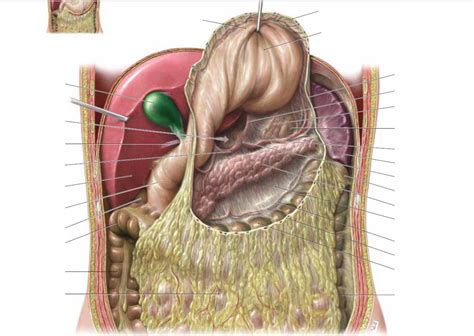 Peritoneum And Peritoneal Cavity Anatomy And Function 58 Off