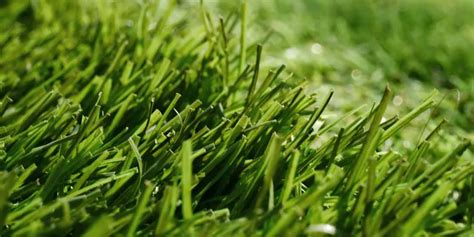 Fast Growing Grass Seed