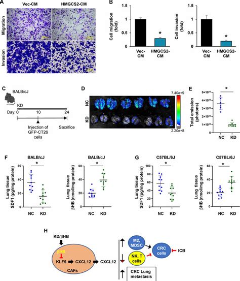 Kd Inhibits Crc Metastasis A B Migration And Invasion Of Hct116 Download Scientific Diagram