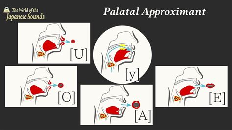 What Is Palatal Sound At Isabel Baldwin Blog
