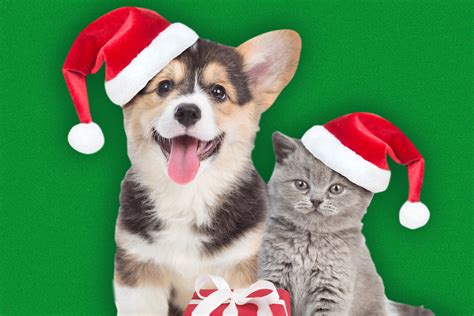 How To Keep Your Pets Safe During This Holiday Season