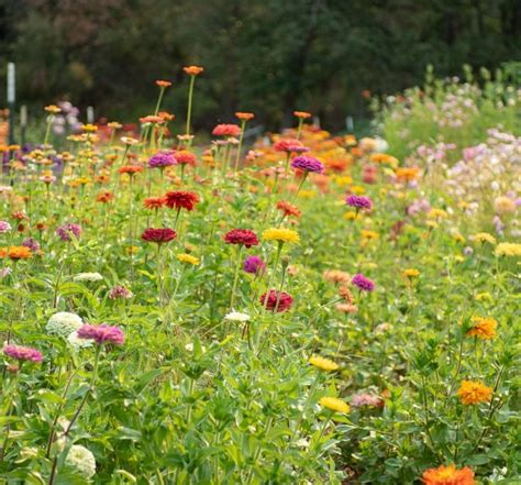 Sample Conservation Plan FIC