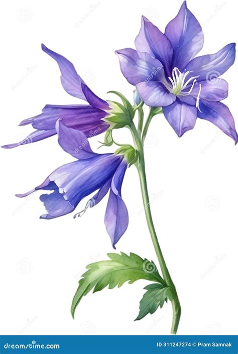 Creeping Bellflower Drawings Artistic Decorative Floral Sketches