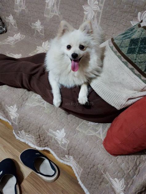 Продавам померан Померан 1 месеца Мъжко бяло Чистокръвно Кучета продава Асеновград П