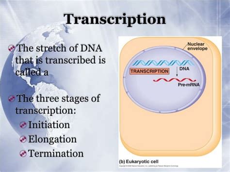 Transcription Ppt