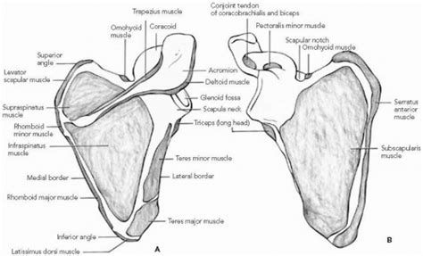 Infraglenoid Tubercle Of Scapula
