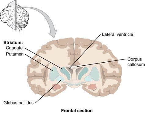 Corpus Callosum Explained Anatomy 101 For Patients
